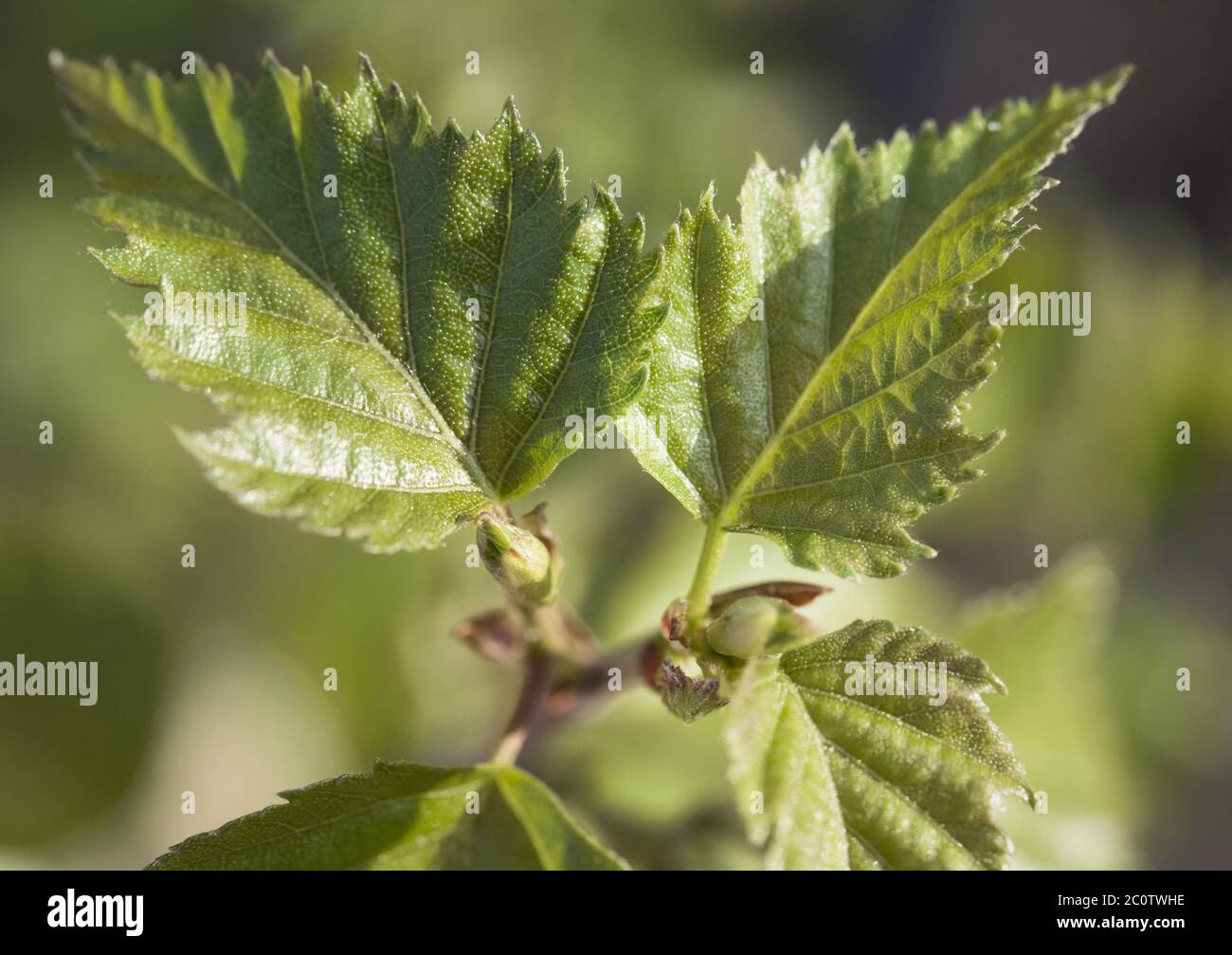Top of a new birch in the backlight Stock Photo - Alamy