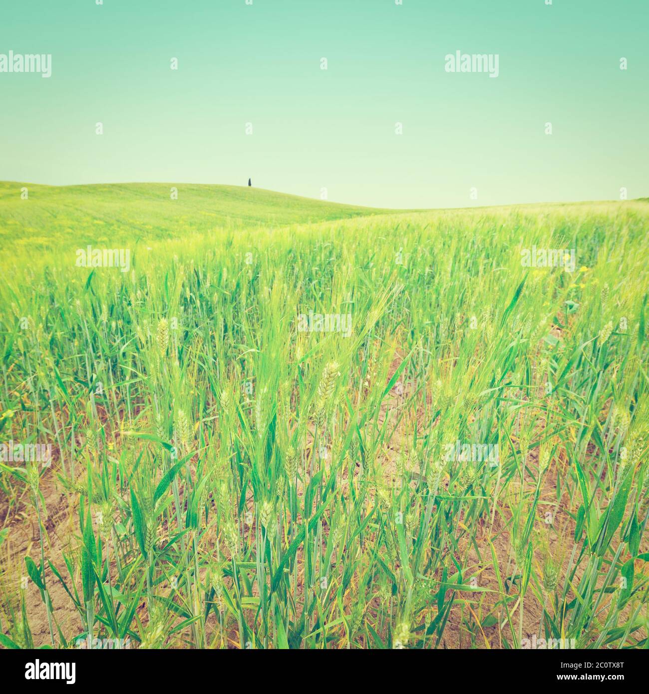 Wheat ground fields hi-res stock photography and images - Alamy