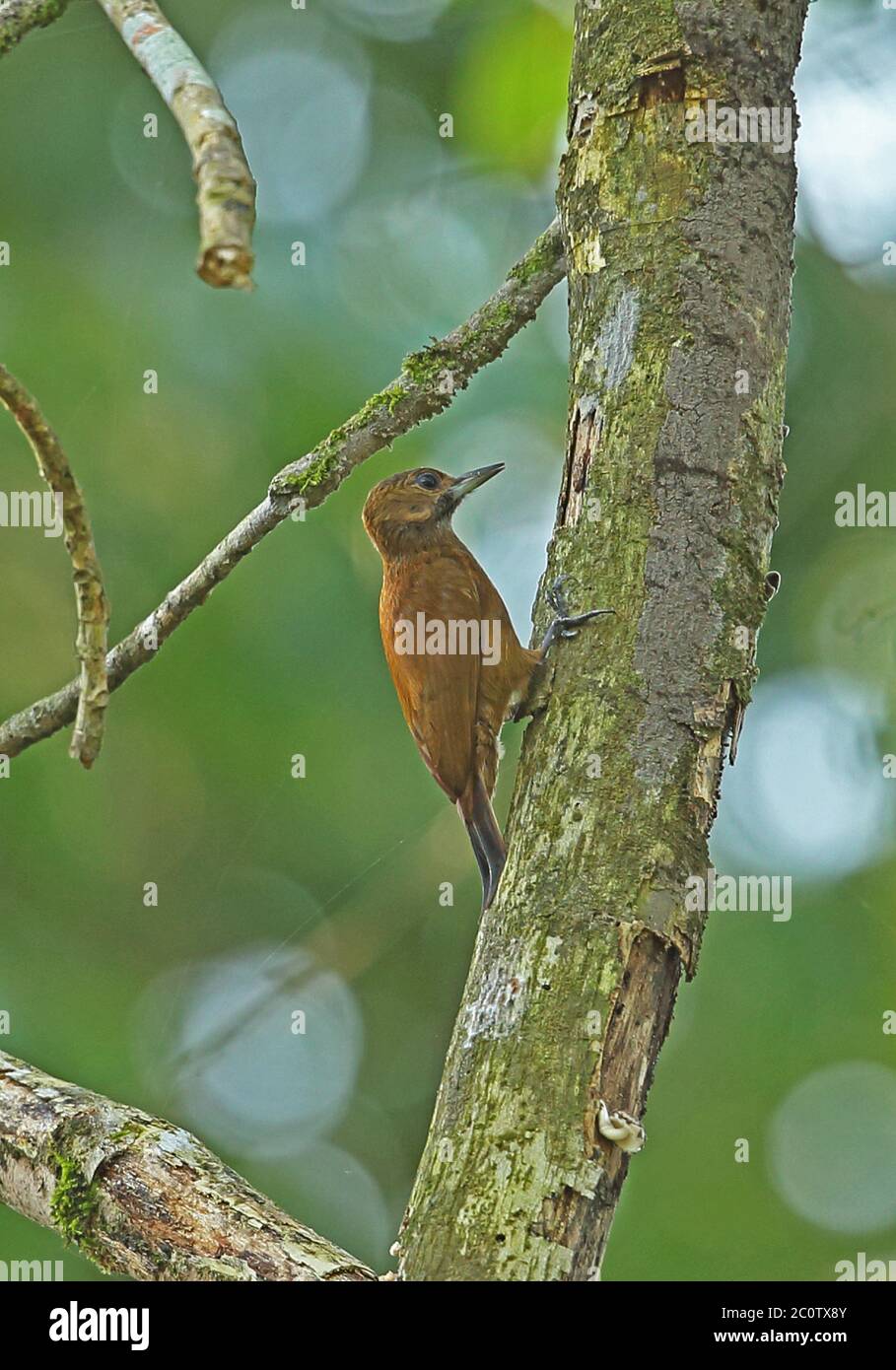 Brown woodpecker hi-res stock photography and images - Alamy