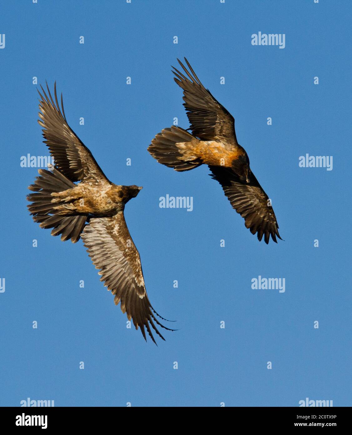 bearded vulture in flight Stock Photo - Alamy
