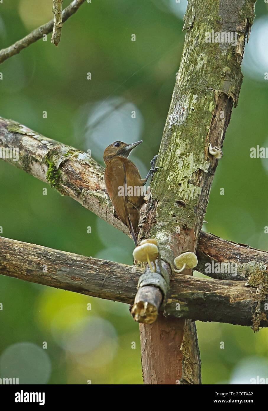 Brown woodpecker hi-res stock photography and images - Alamy