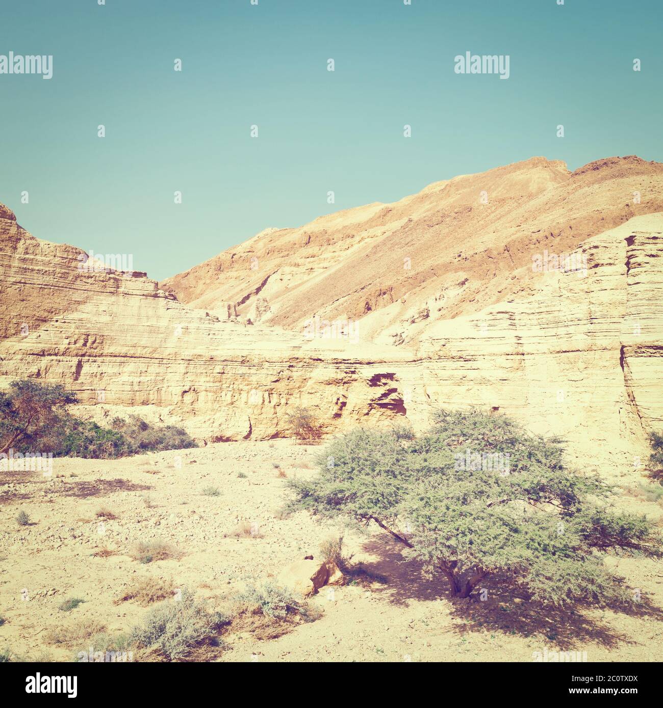 Spring desert hi-res stock photography and images - Alamy