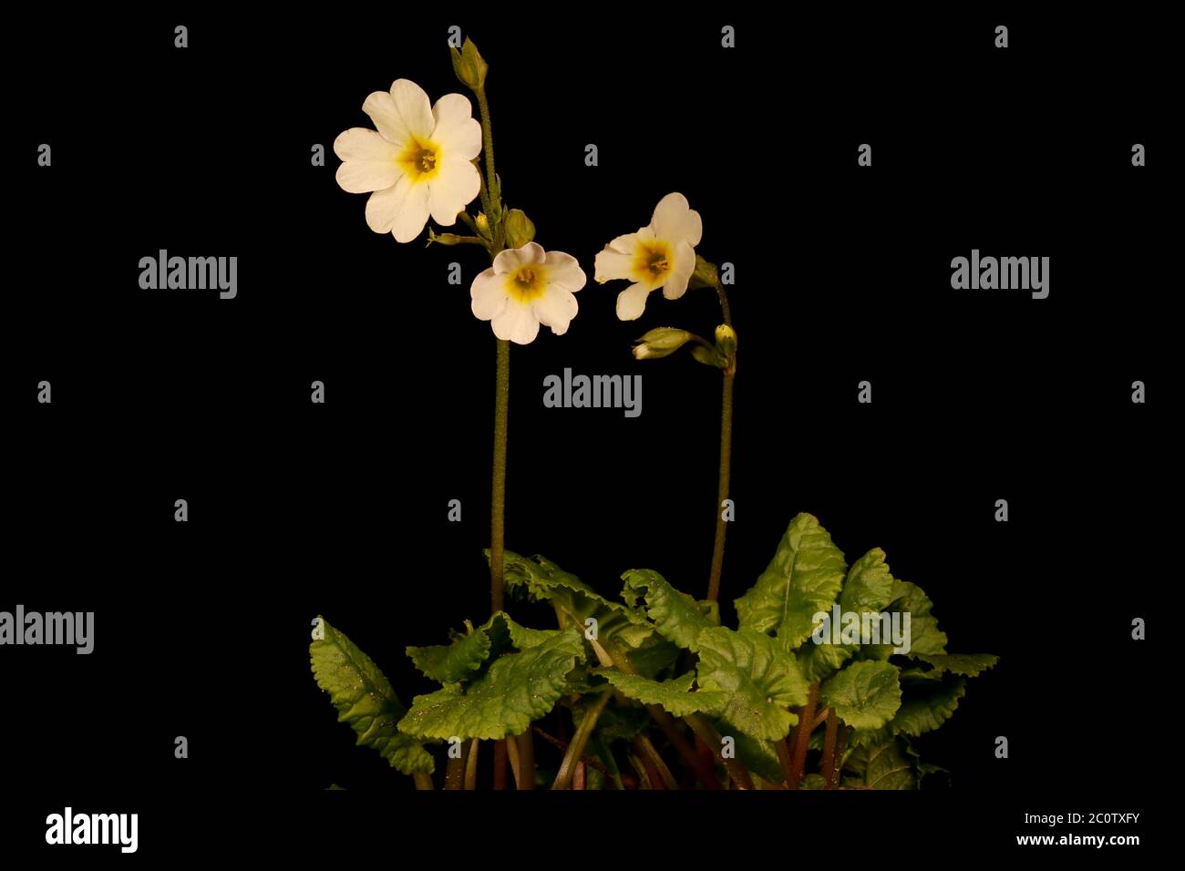 Heterostyly hi-res stock photography and images - Alamy