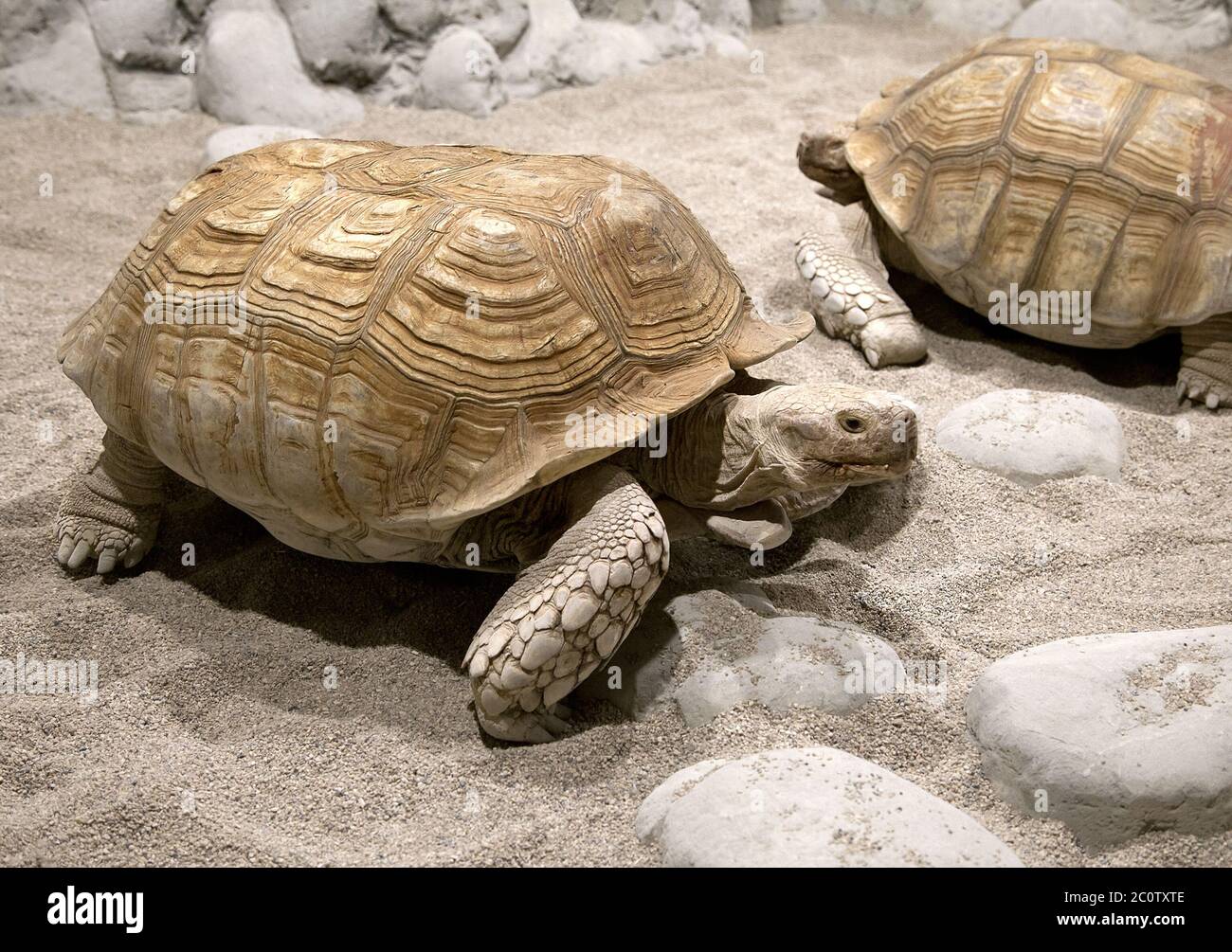 Giant turtle tortoise leg hi-res stock photography and images - Alamy