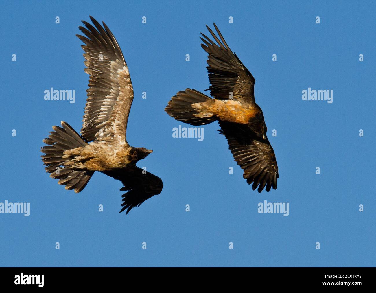 Bearded vulture lammergeier rock hi-res stock photography and images ...