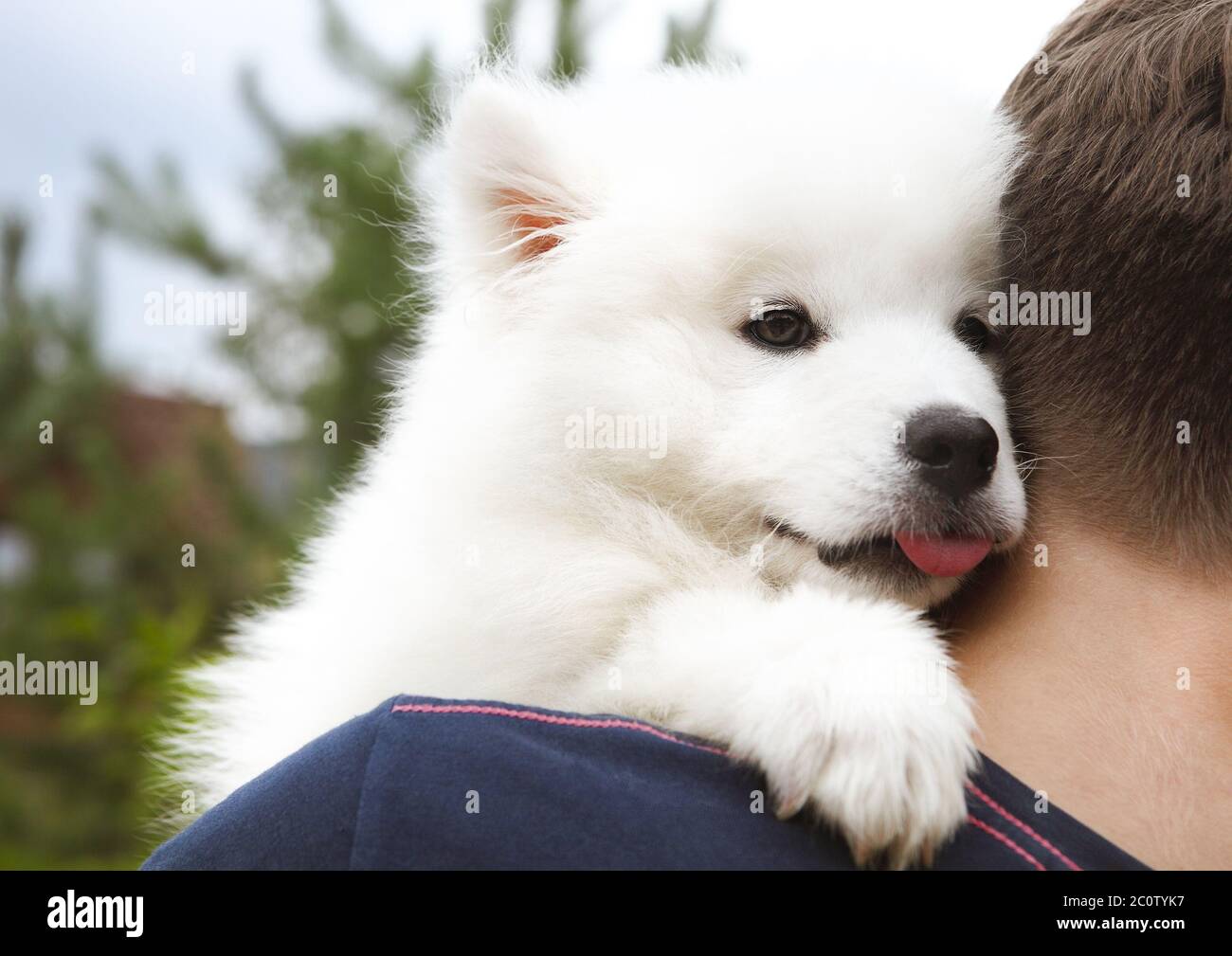 Boy holding Samoyed puppy in the summer garden Stock Photo - Alamy