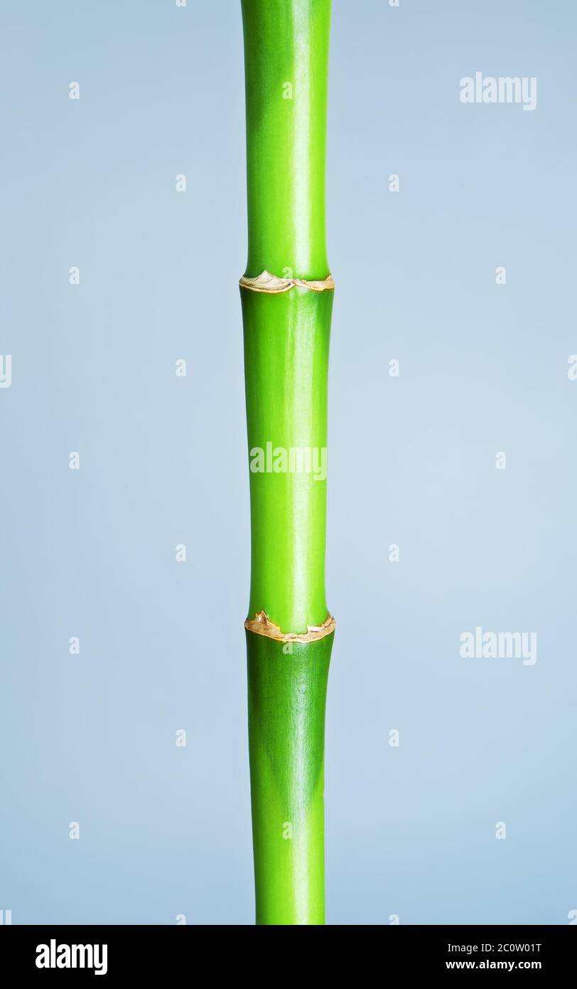 Green Bamboo Stem Stock Photo - Alamy