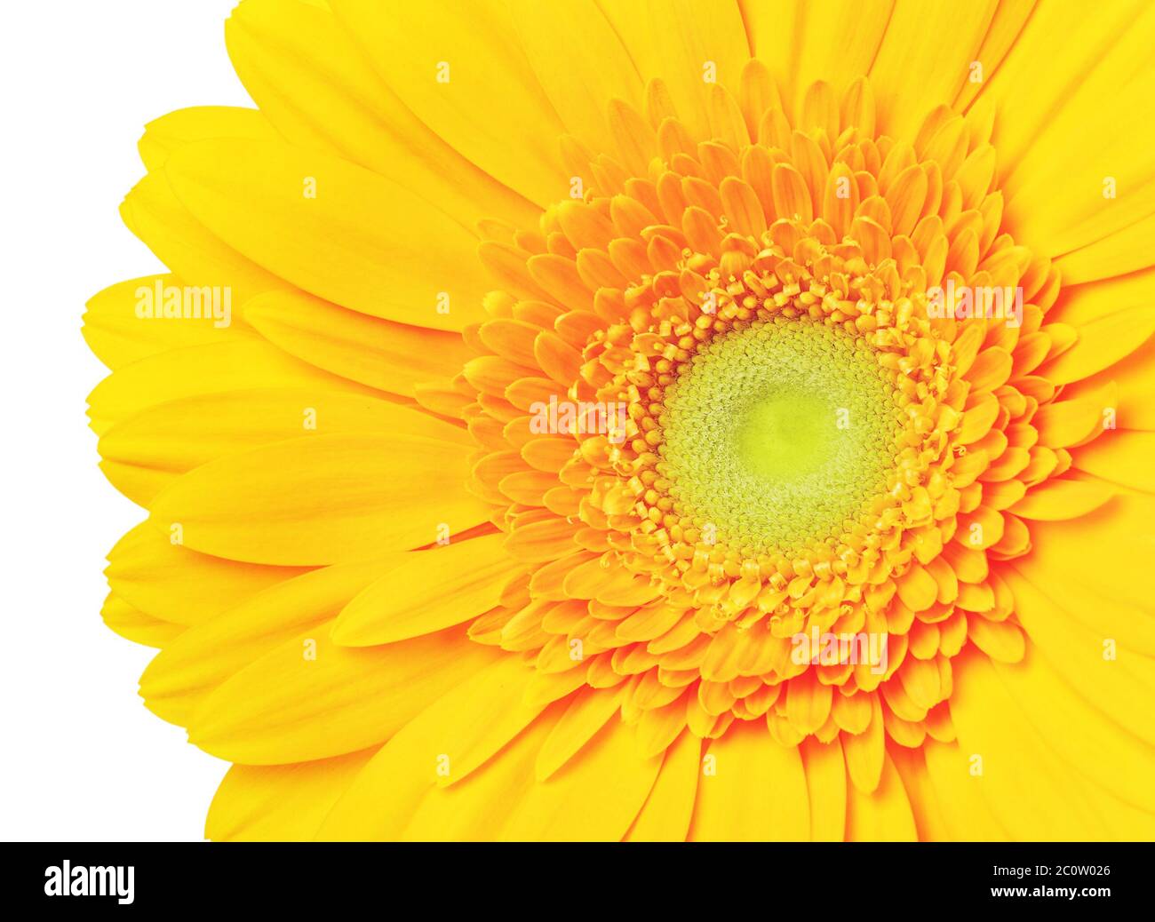 Yellow Gerbera Flower Stock Photo - Alamy