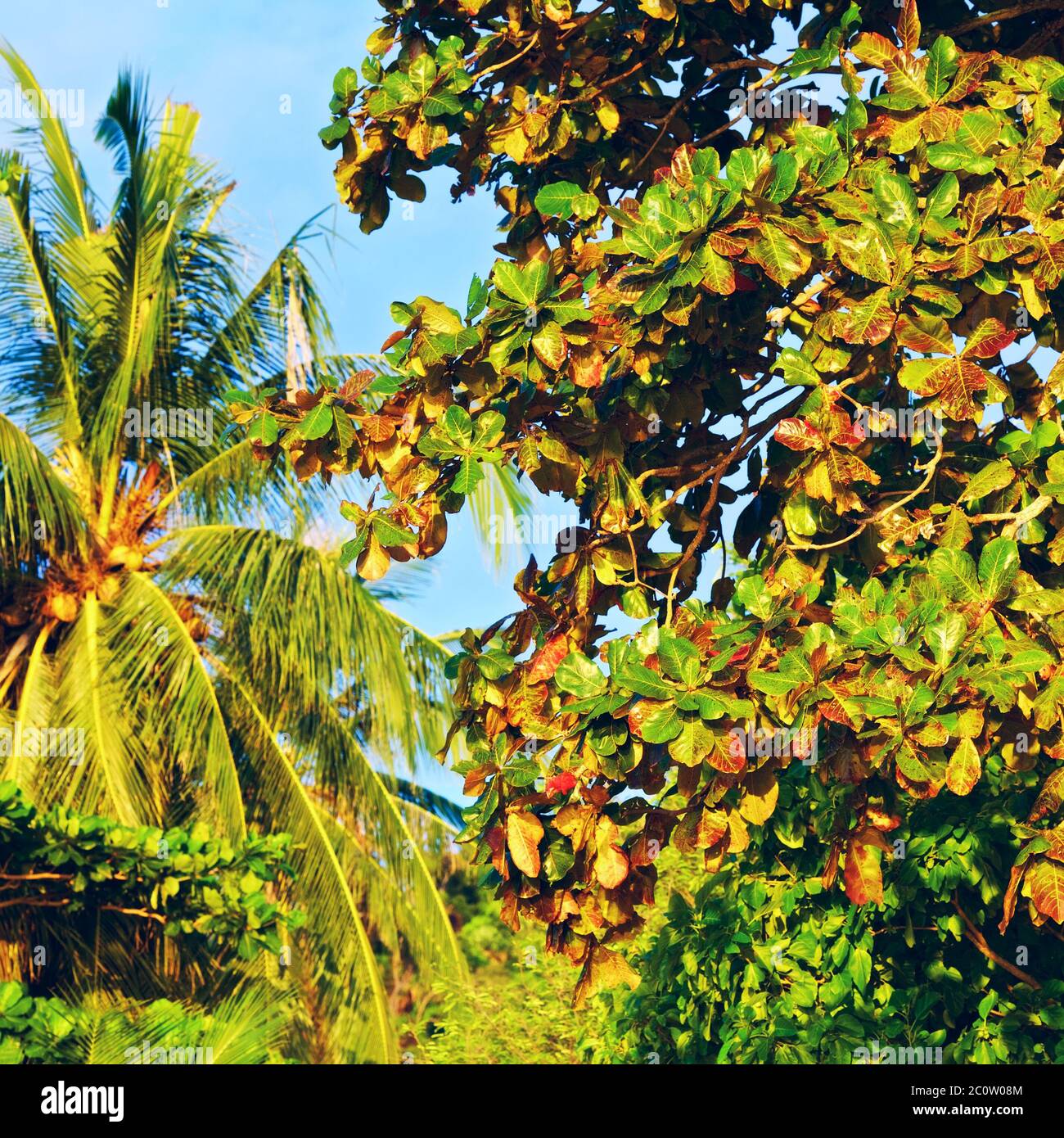 Thai Tree Branch Stock Photo - Alamy