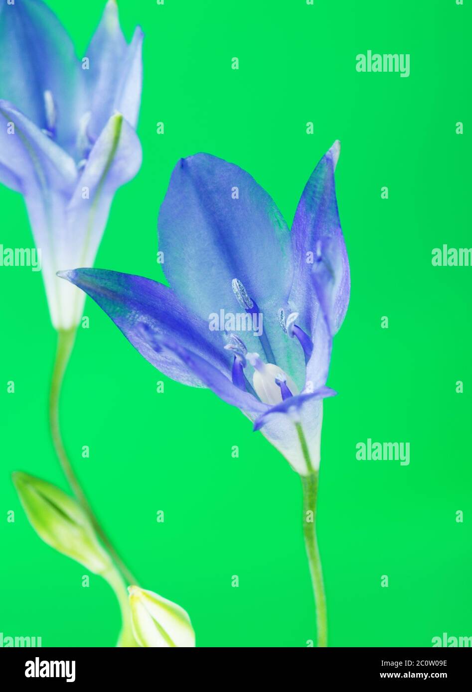 Brodiaea flower hi-res stock photography and images - Alamy
