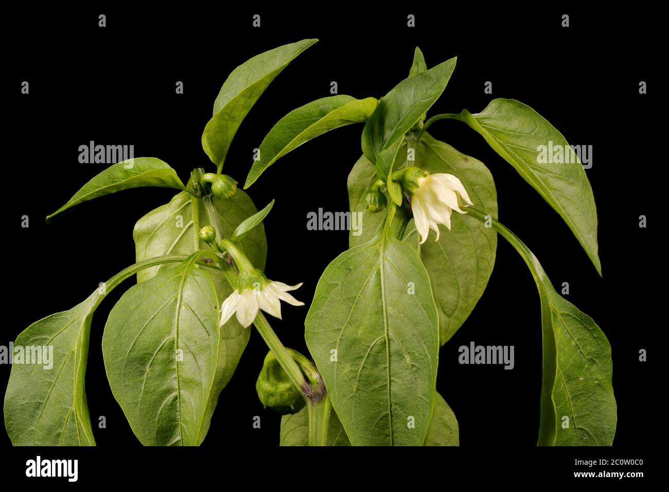 Black Pepper Botanical Illustration High Resolution Stock Photography ...