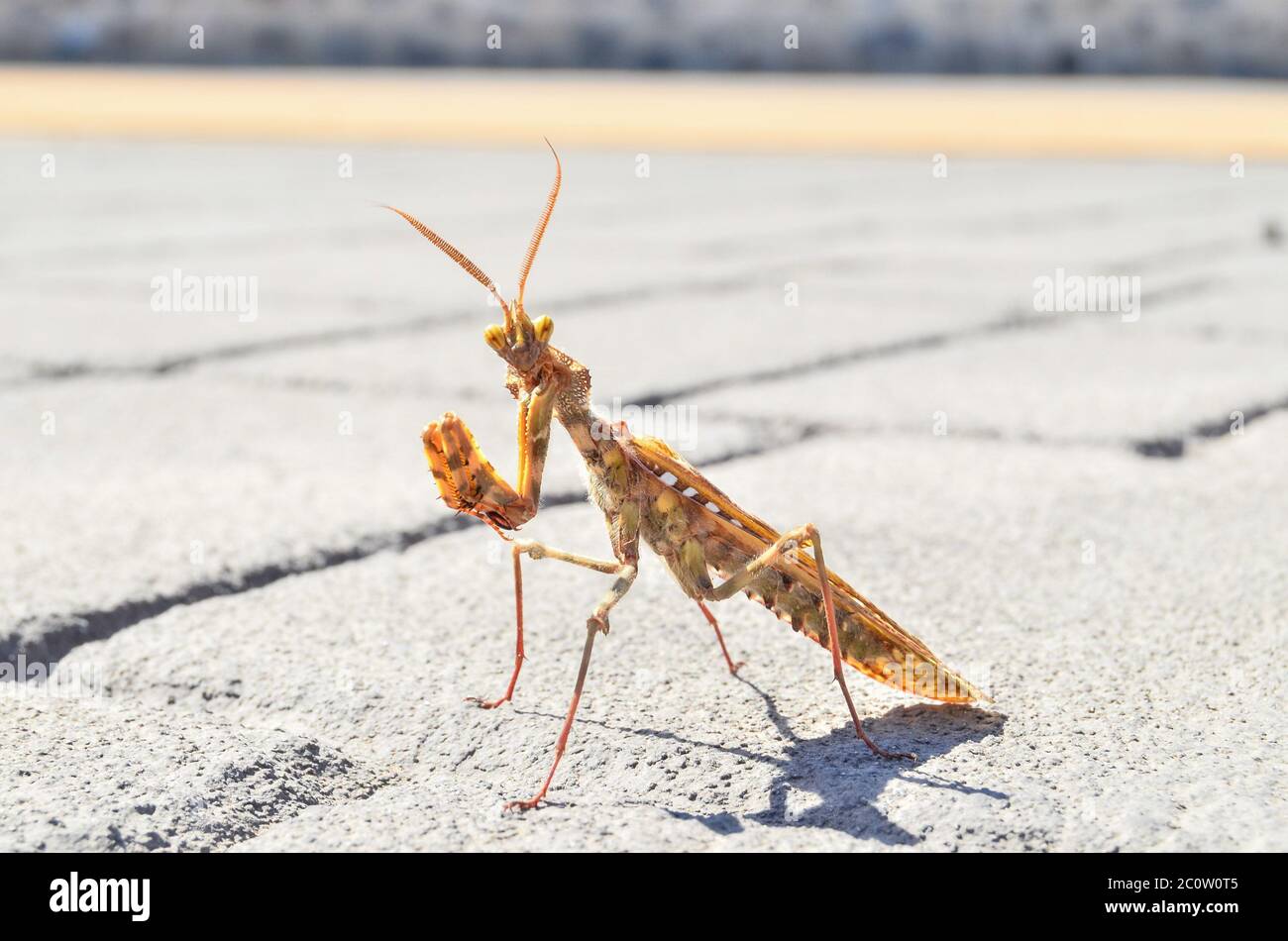Insect Mantis Religiosa Stock Photo - Alamy