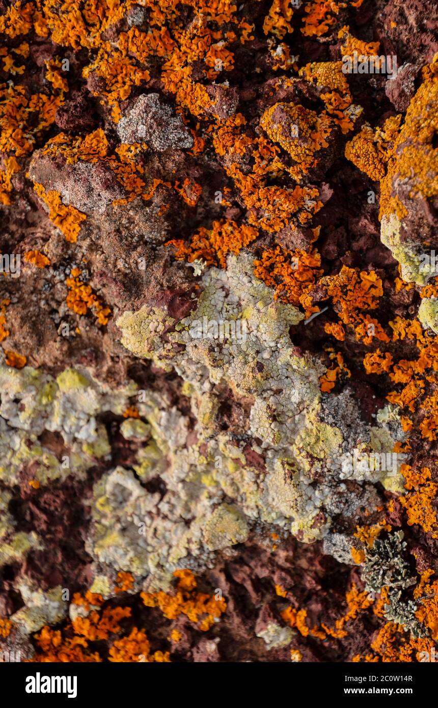 Lichen Texture Pattern Stock Photo - Alamy