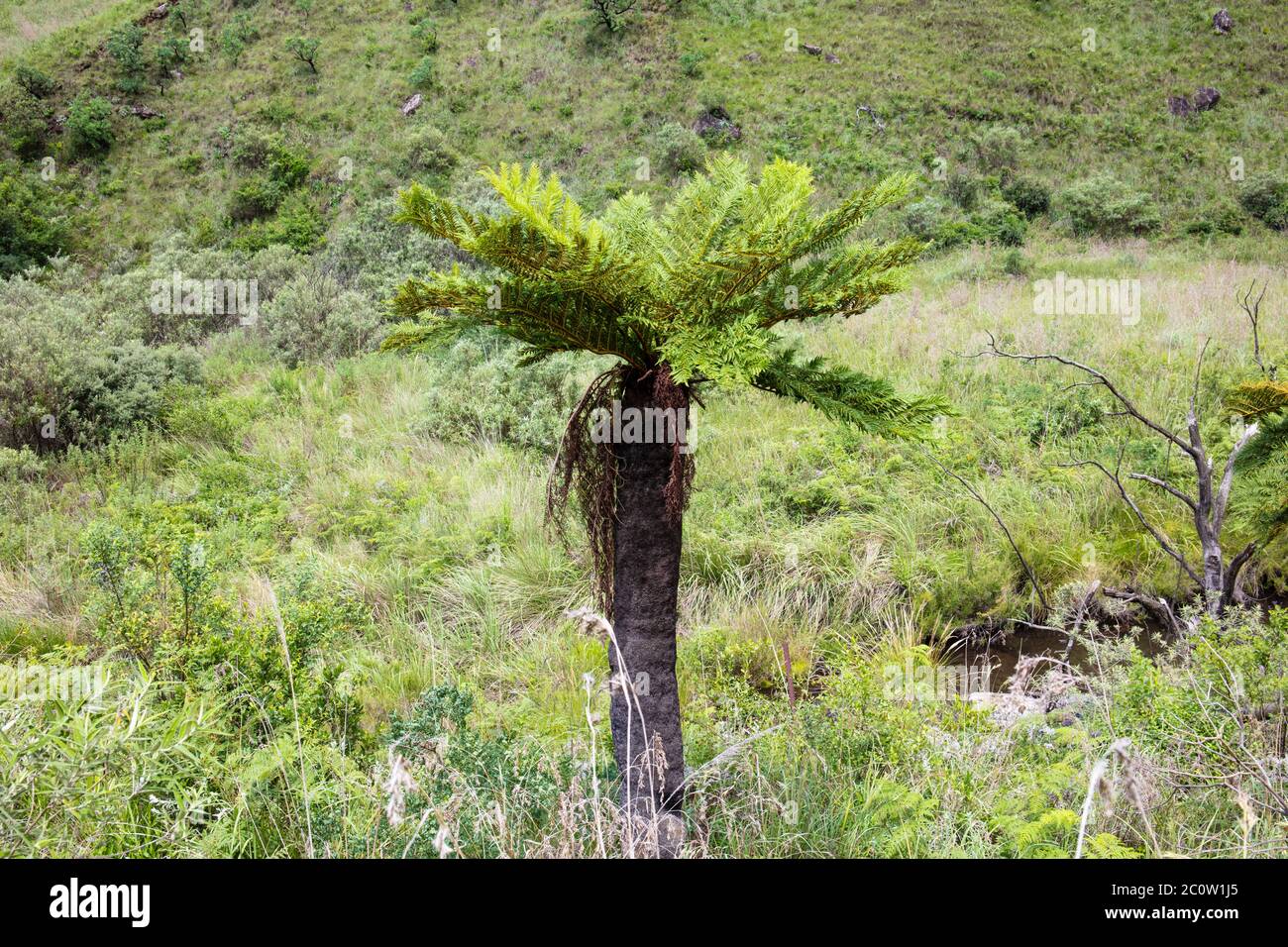 Tree Fern, Drakensberg Mountains, South Africa Stock Photo - Alamy