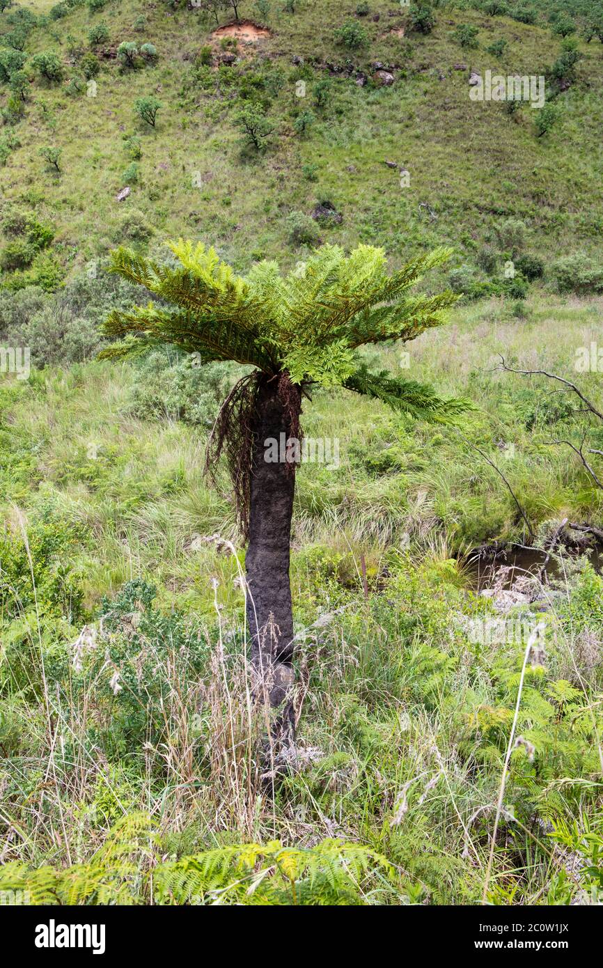Tree Fern Prices South Africa at Norma Plouffe blog