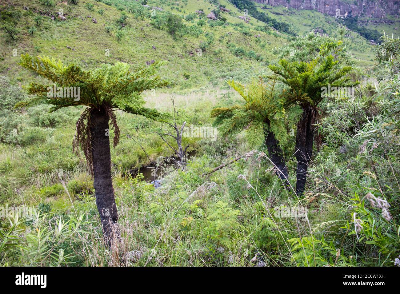 Tree Fern, Drakensberg Mountains, South Africa Stock Photo - Alamy