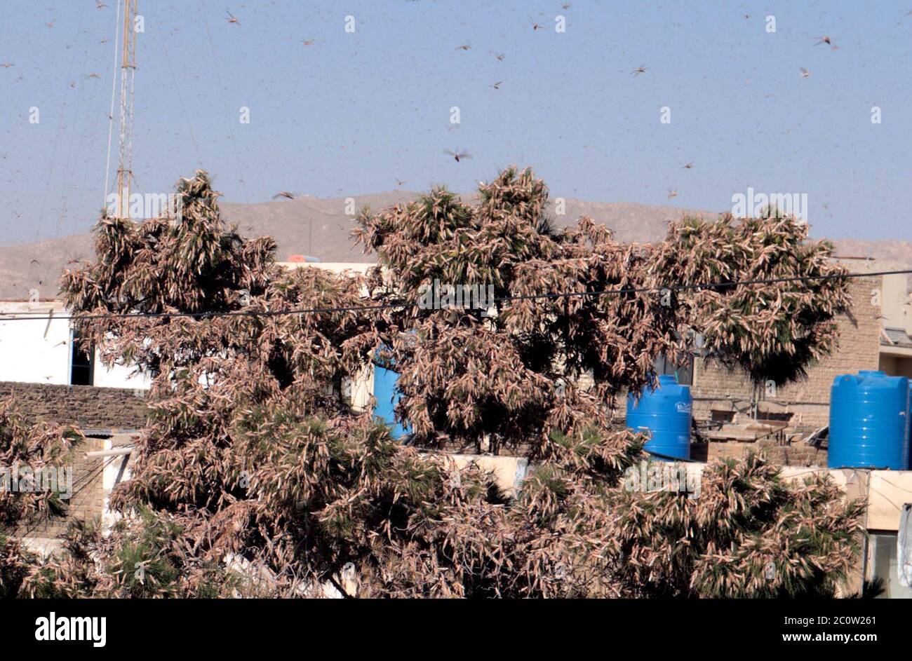 Swarms of locust grasshoppers Known as Tiddi Dal seen fling the skies ...