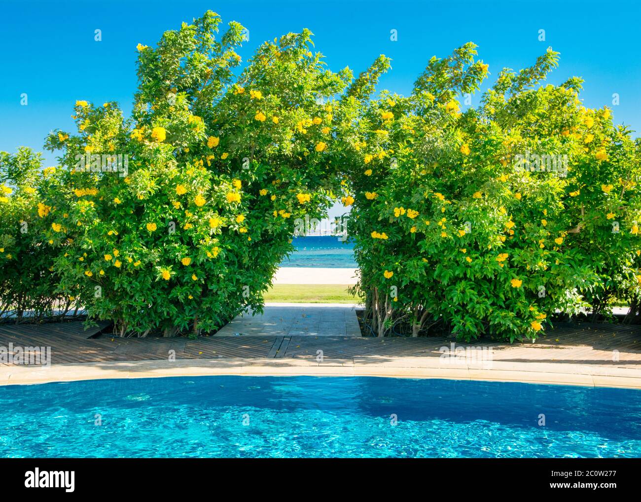 Pool with blue water with landscape of tropical plants and flowers on ...