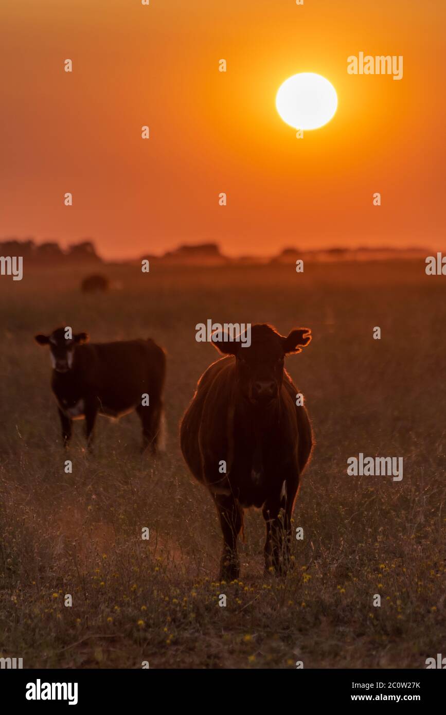 Sunsetpicture hi-res stock photography and images - Alamy