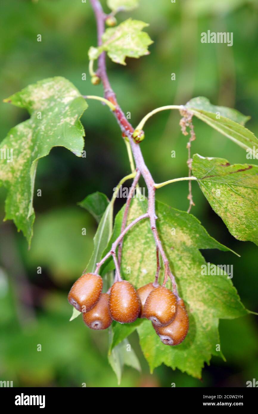 Fruits of wild service tree (Sorbus torminalis Stock Photo - Alamy