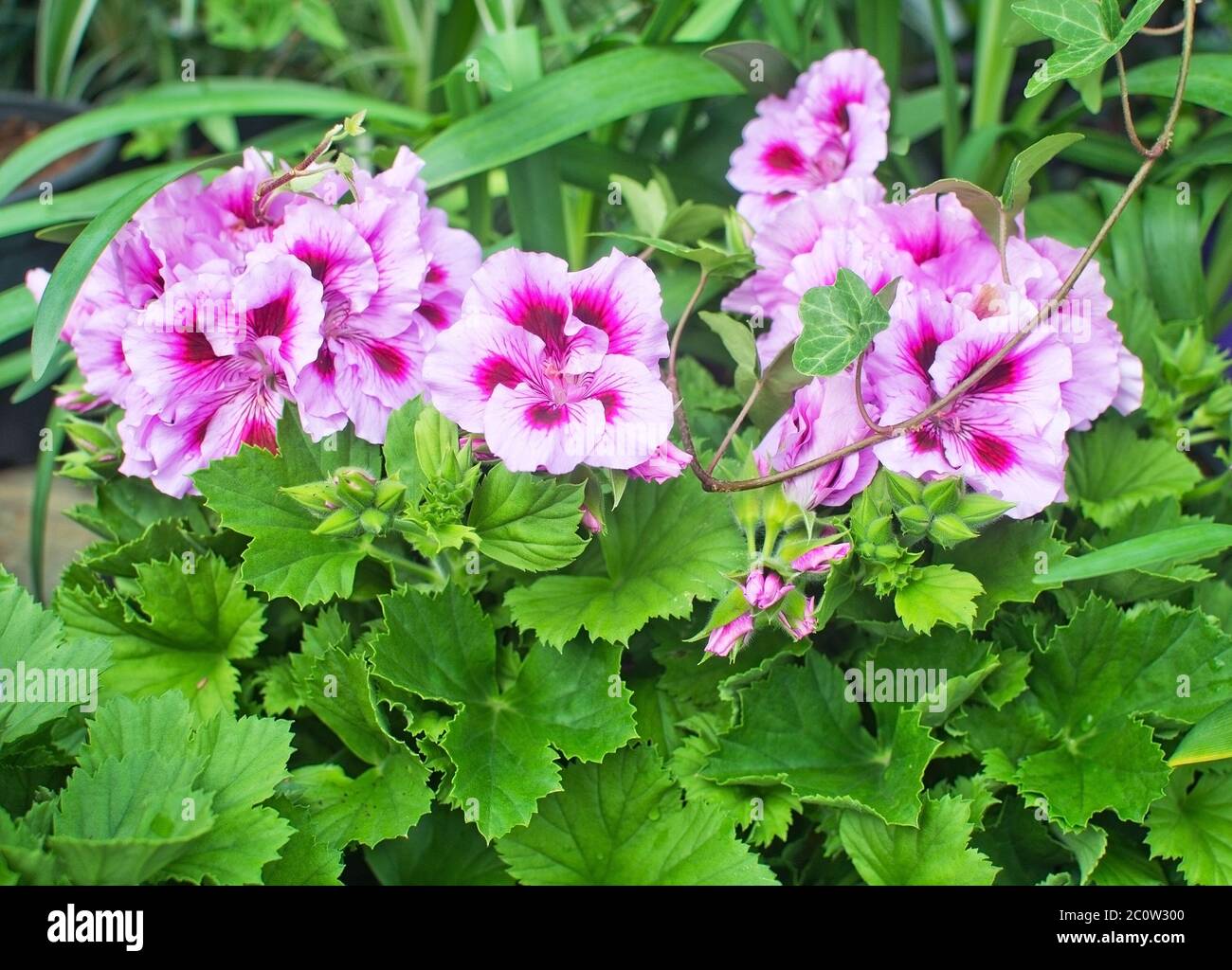 Pink Geranium Pelargonium flowers Stock Photo - Alamy