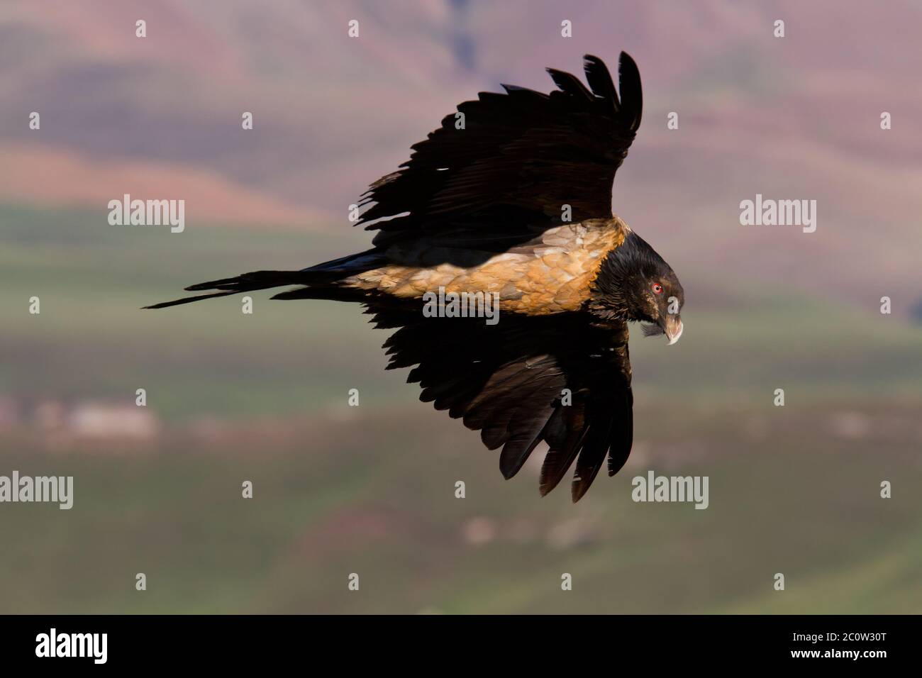 bearded vulture in flight Stock Photo - Alamy