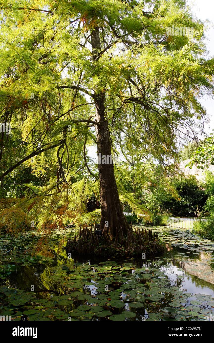 Genuine Swamp Cypress (Taxodium distichum Stock Photo - Alamy