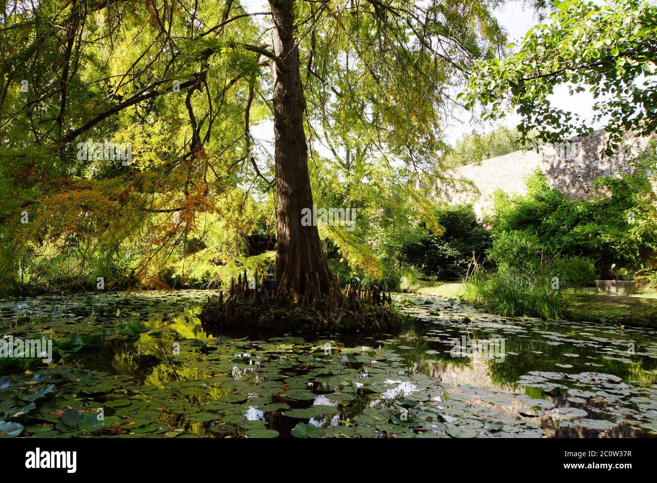 Genuine Swamp Cypress (Taxodium distichum Stock Photo - Alamy