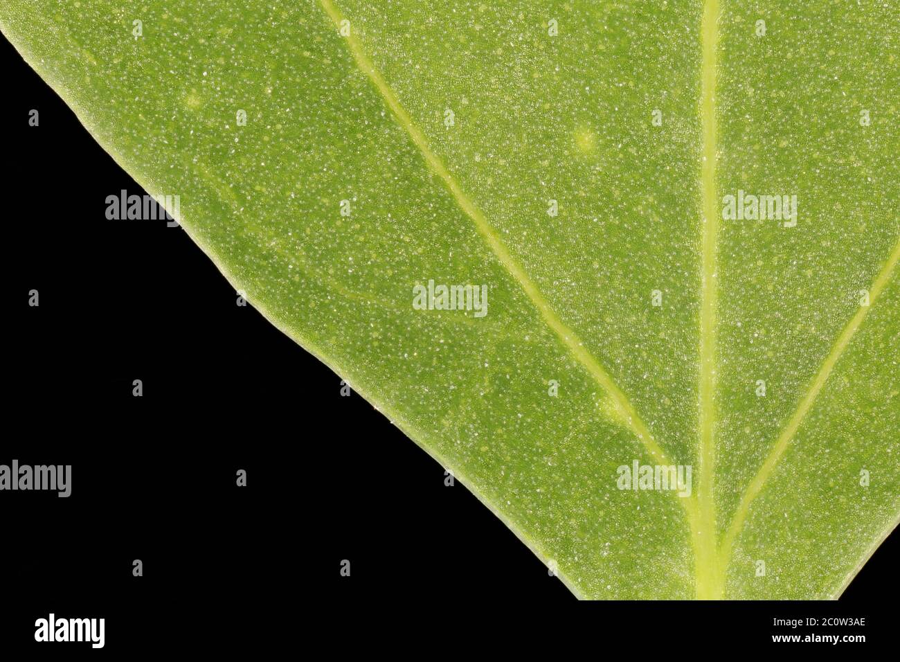 Fat hen leaf hi-res stock photography and images - Alamy