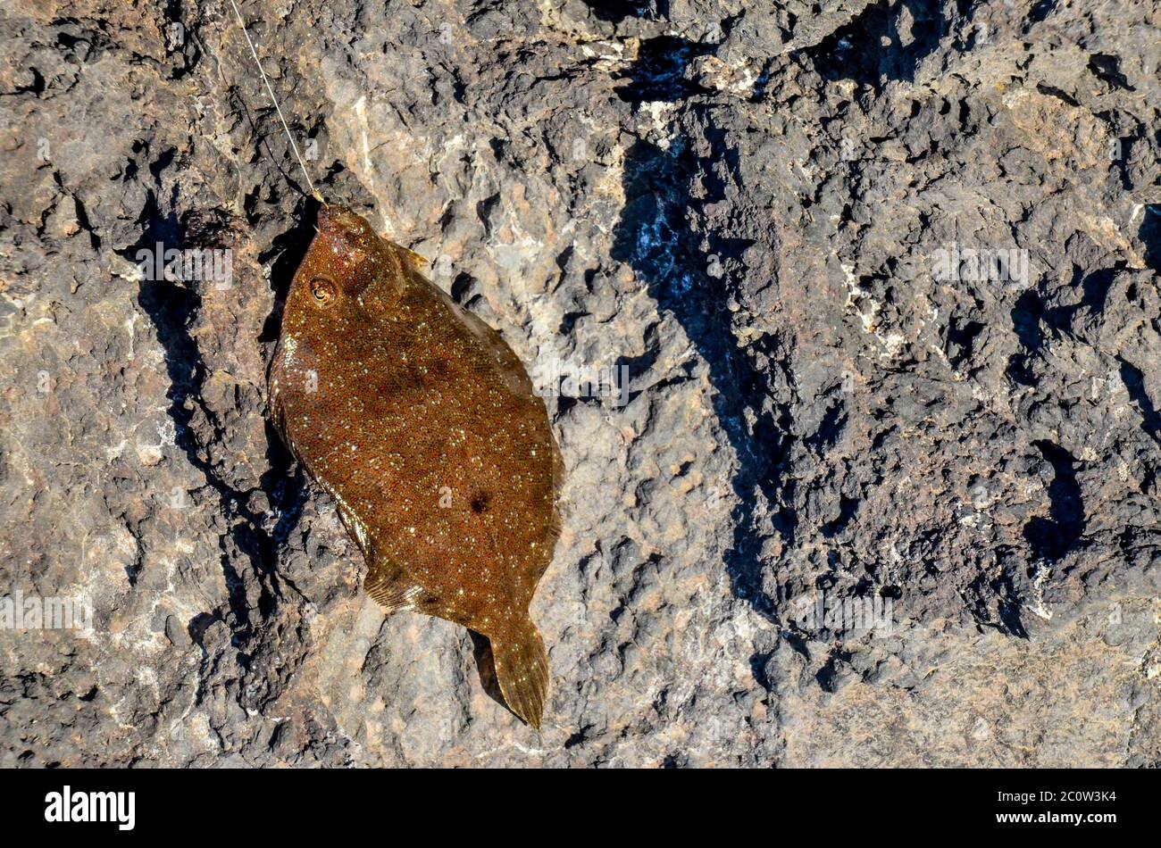 Hooked bass hi-res stock photography and images - Alamy