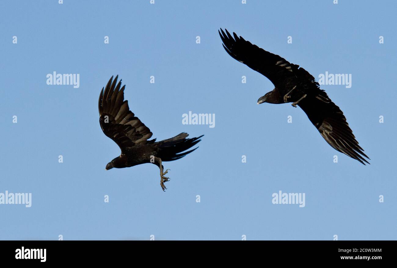 crow in flight Stock Photo - Alamy