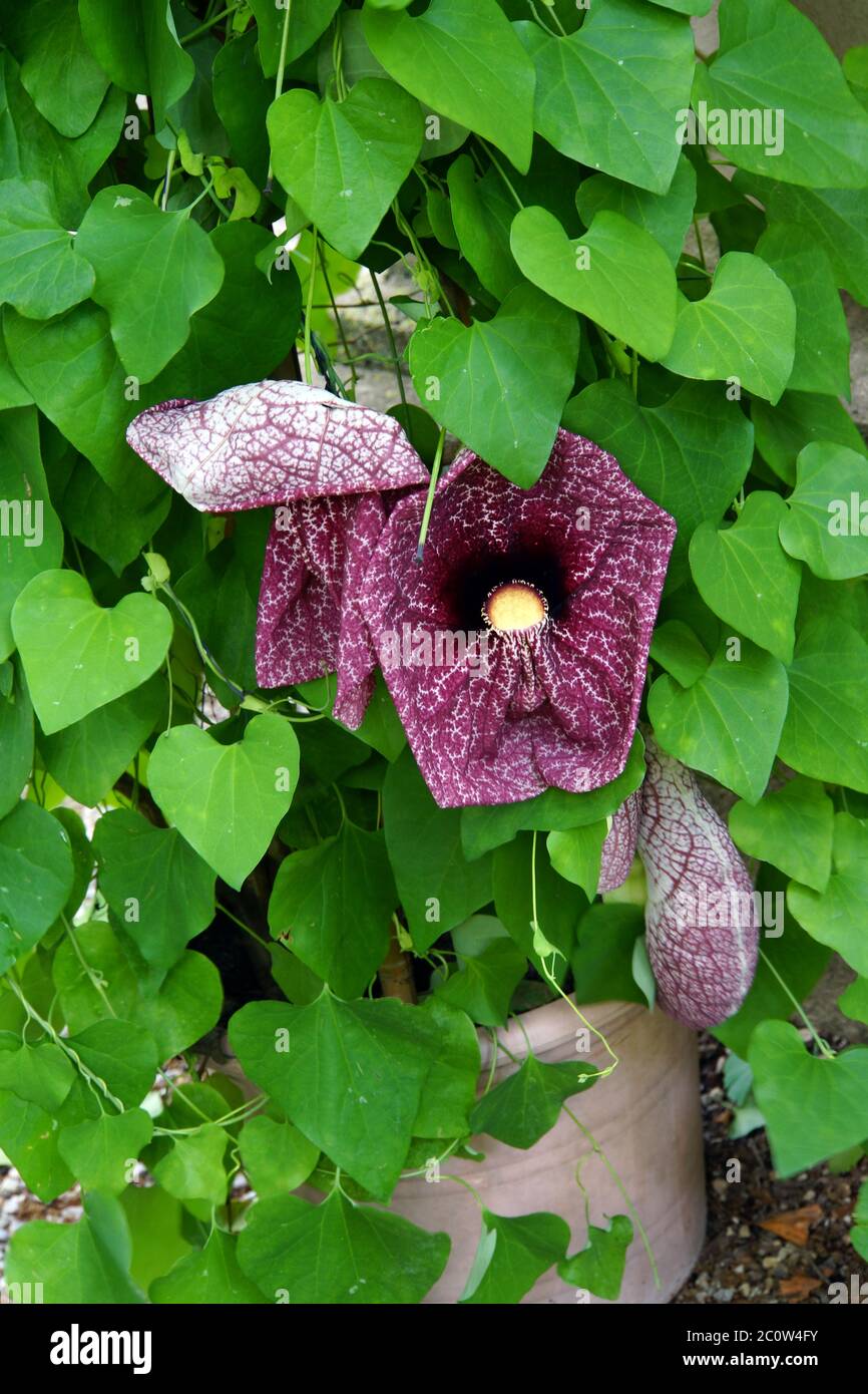 Giant pipe flower (Aristolochia gigantea Stock Photo - Alamy