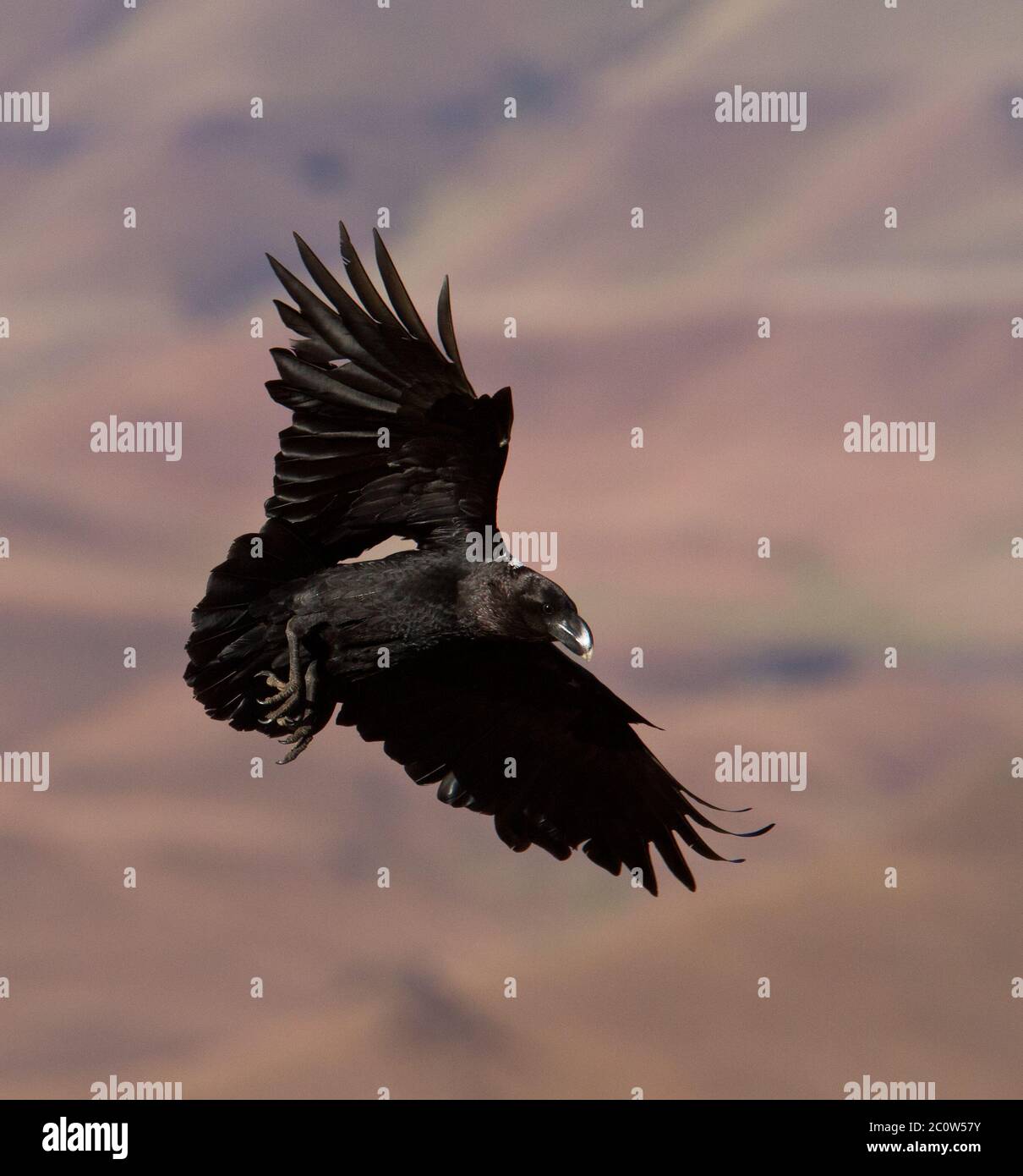 crow in flight Stock Photo - Alamy