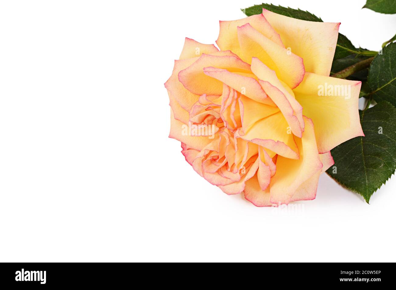 The yellow rose on white background Stock Photo - Alamy