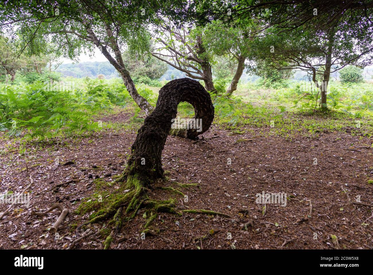 Twisted tree trunk hi-res stock photography and images - Alamy