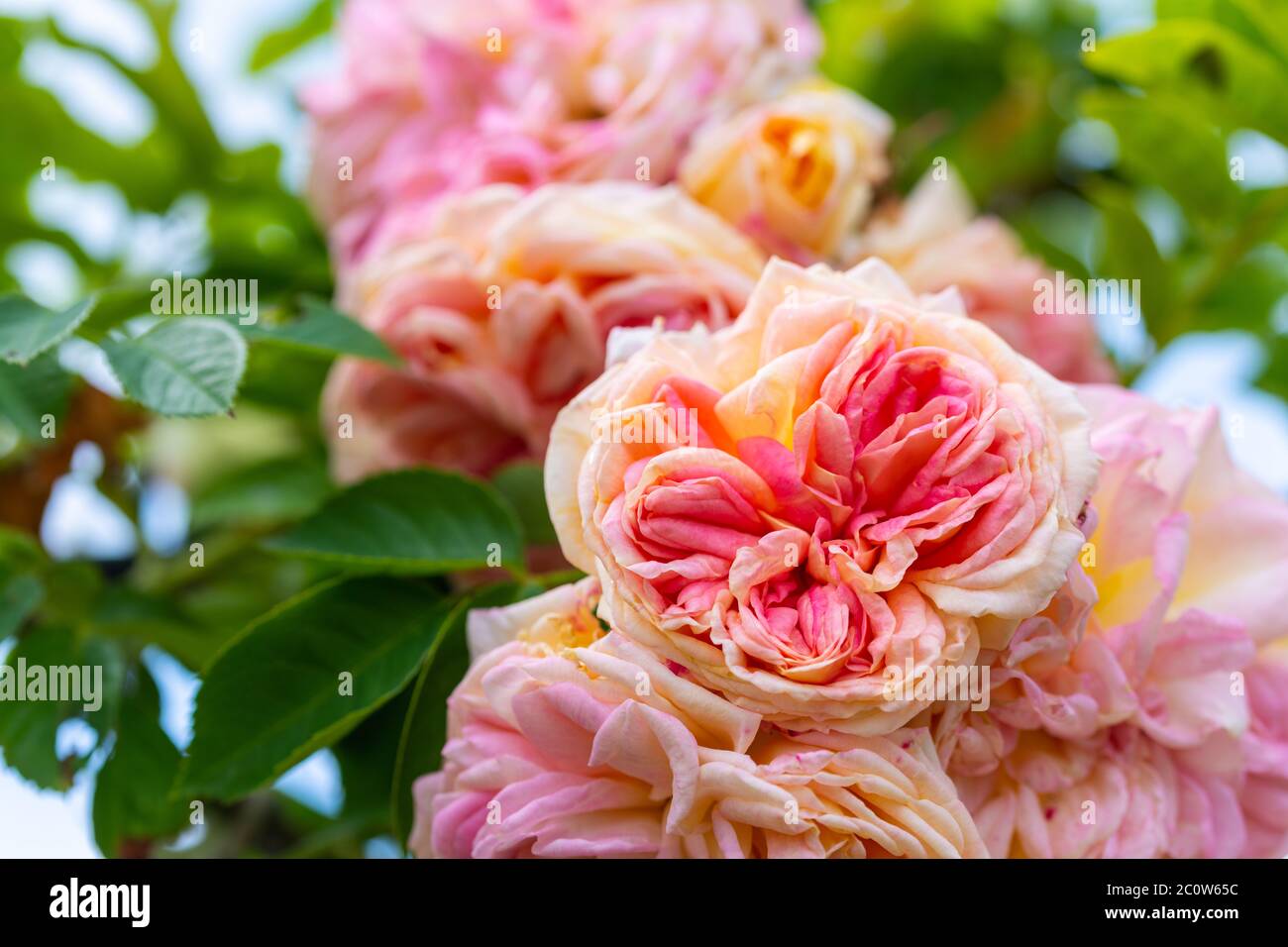 Sarah toth hi-res stock photography and images - Alamy