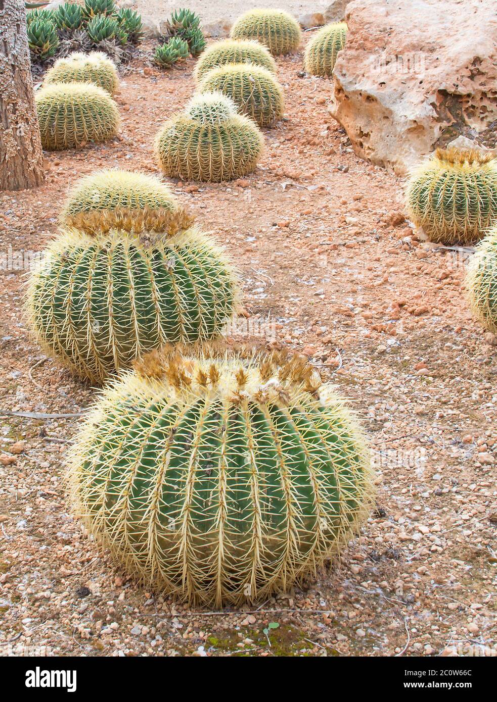 Round cactus plants hi-res stock photography and images - Alamy