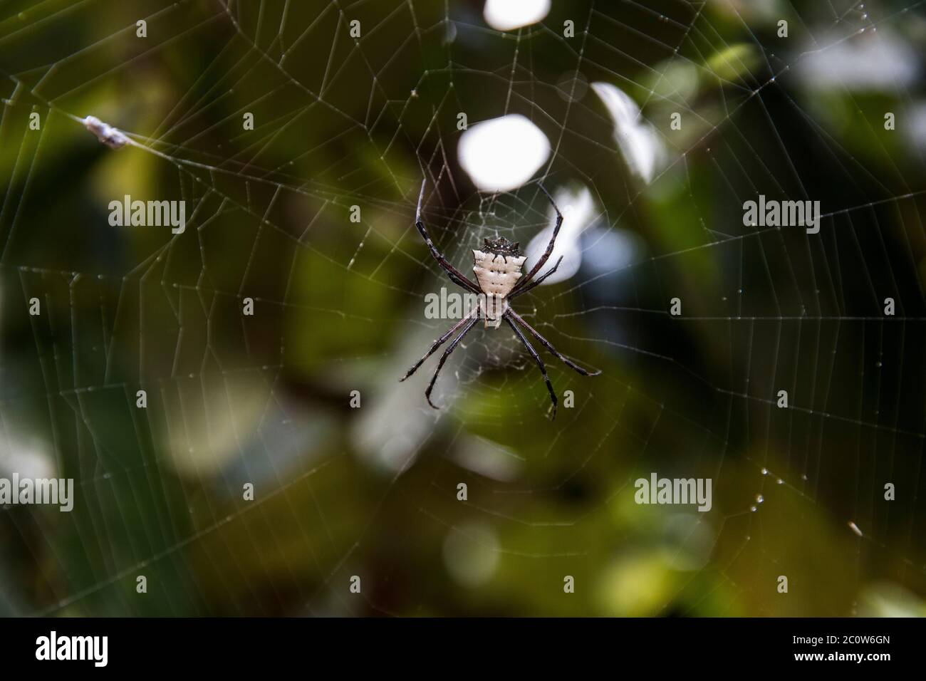 spider hanging in its spider web with green background Stock Photo - Alamy