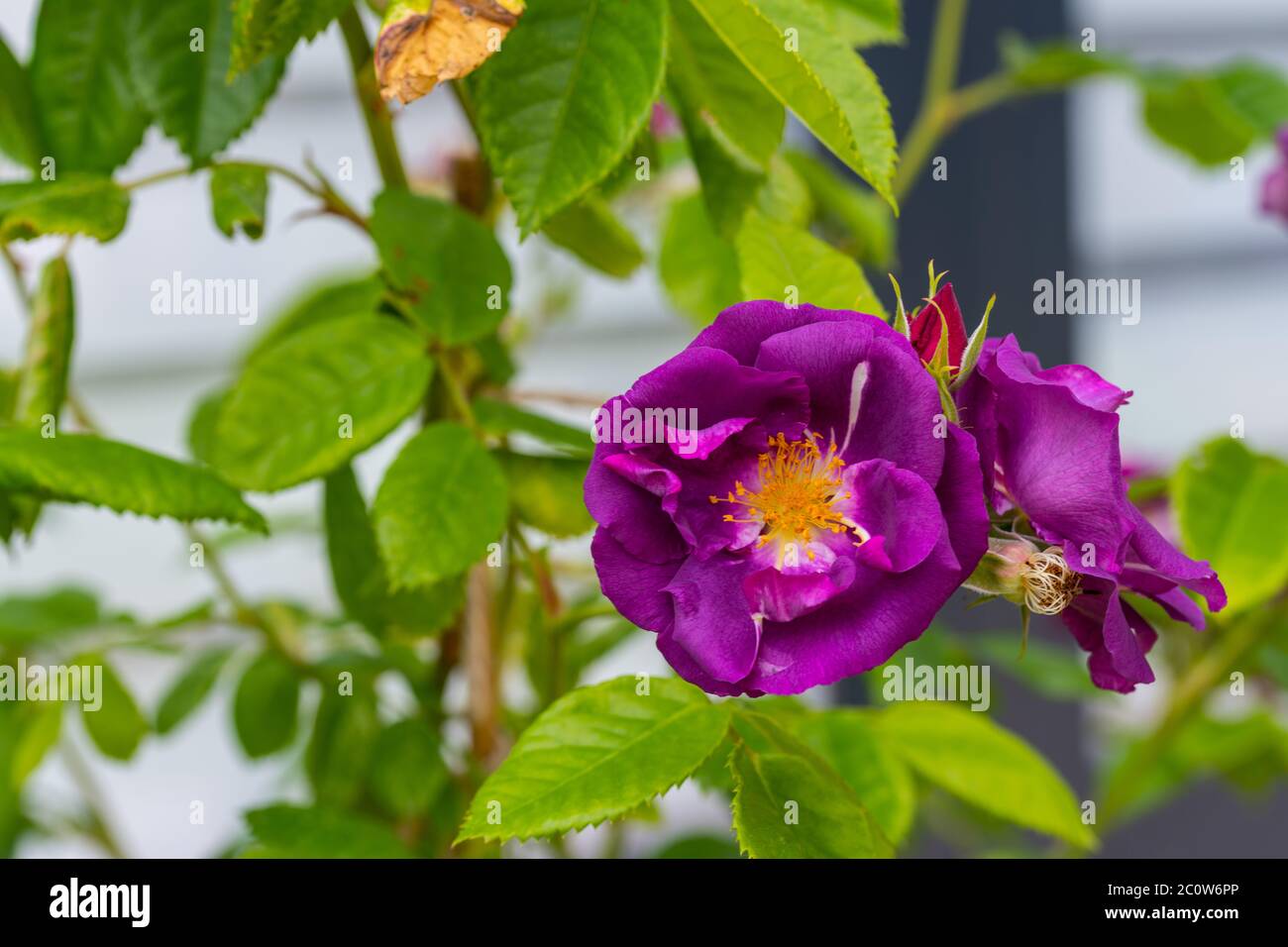 Pink gallica hi-res stock photography and images - Alamy