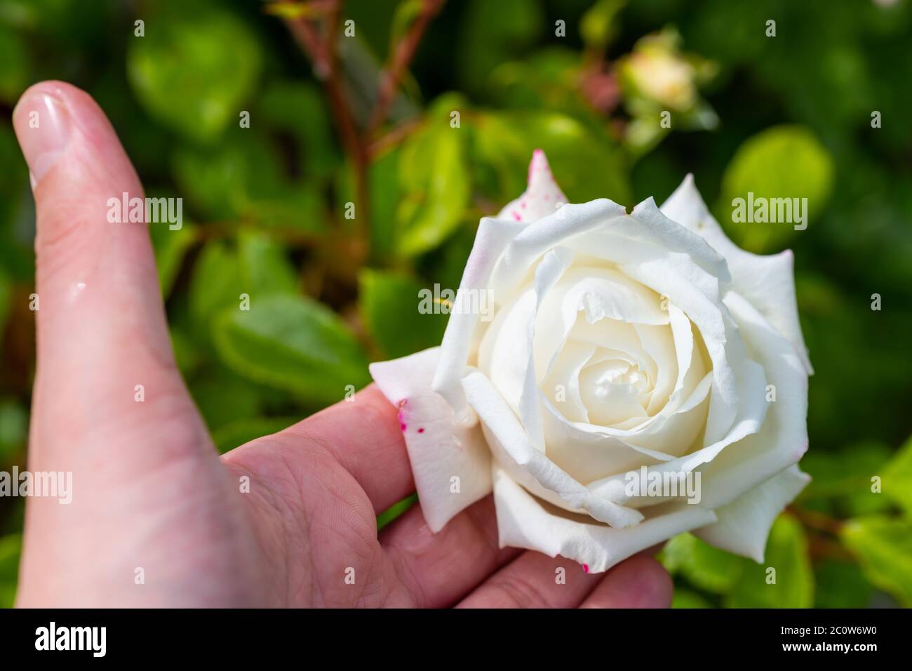 Sarah Toth High Resolution Stock Photography and Images - Alamy