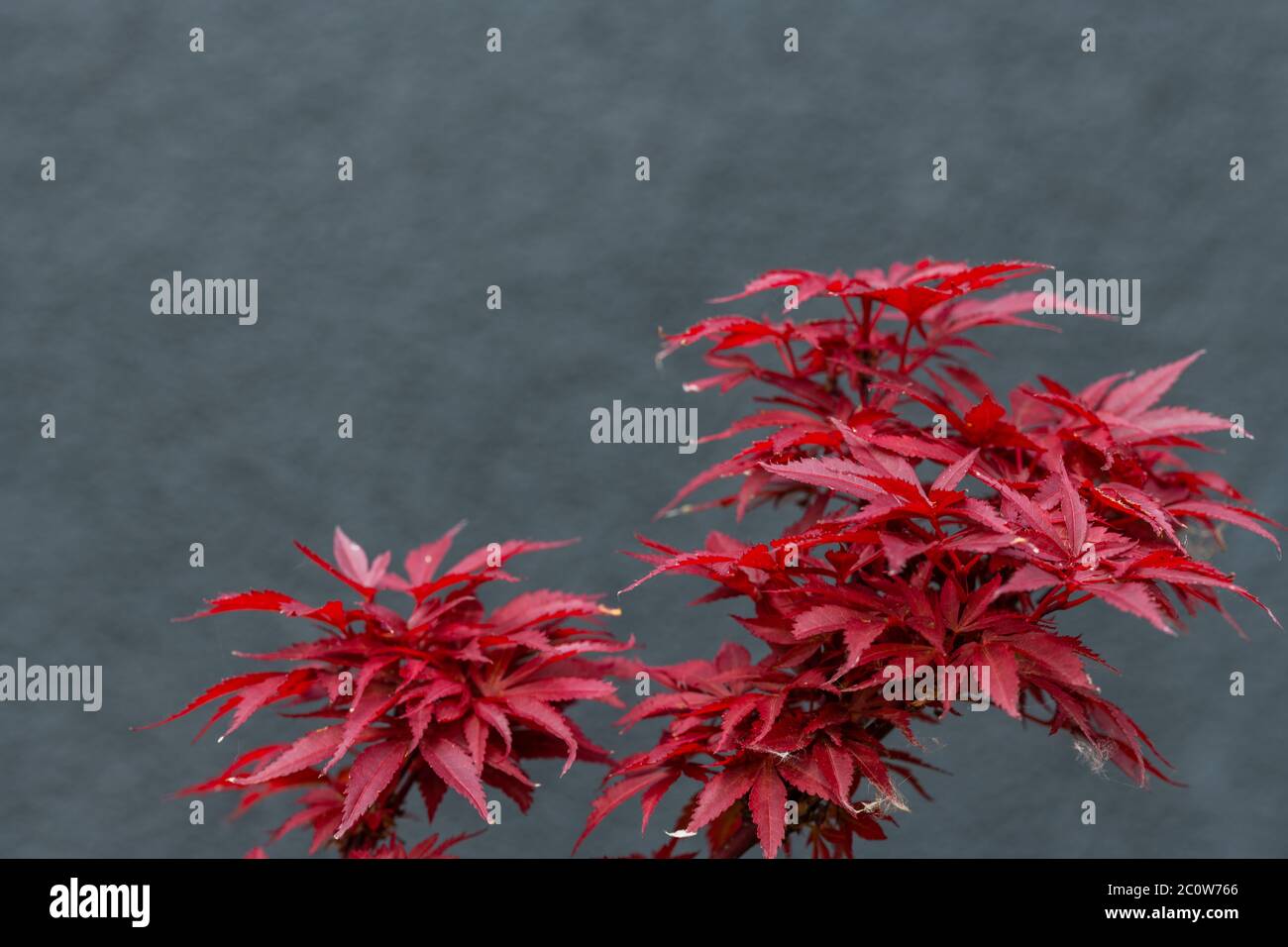 Dark red japanese maple tree hi-res stock photography and images - Alamy