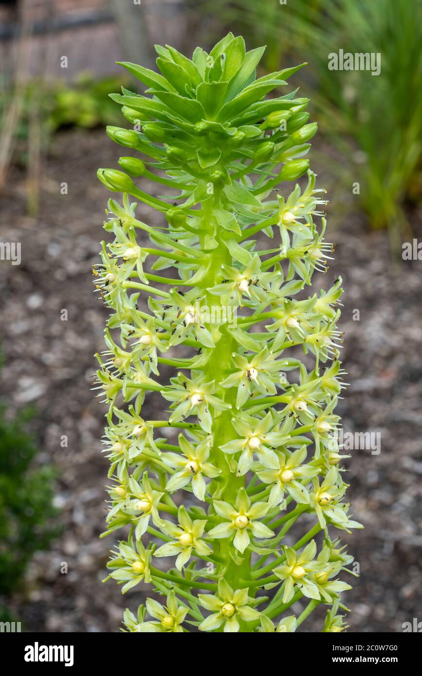 Eucomis montana a late summer autumn green flower plant commonly known ...