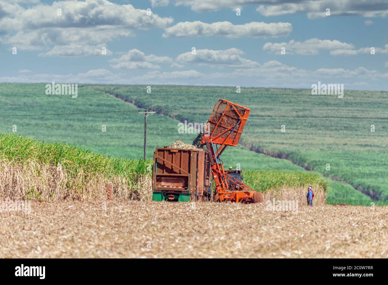 Machine harvesting sugar cane plantation Stock Photo - Alamy