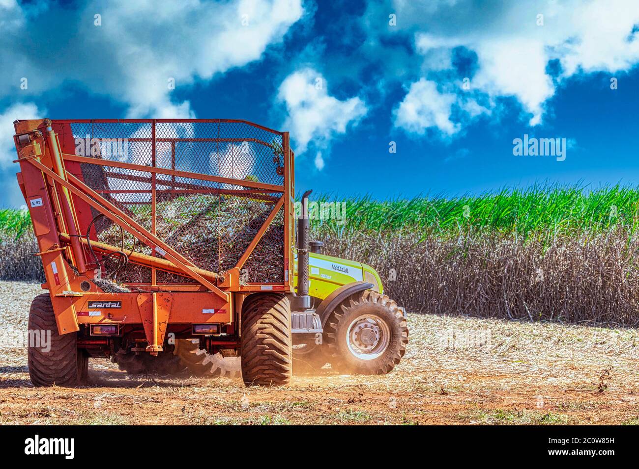 Machine harvesting sugar cane plantation Stock Photo - Alamy