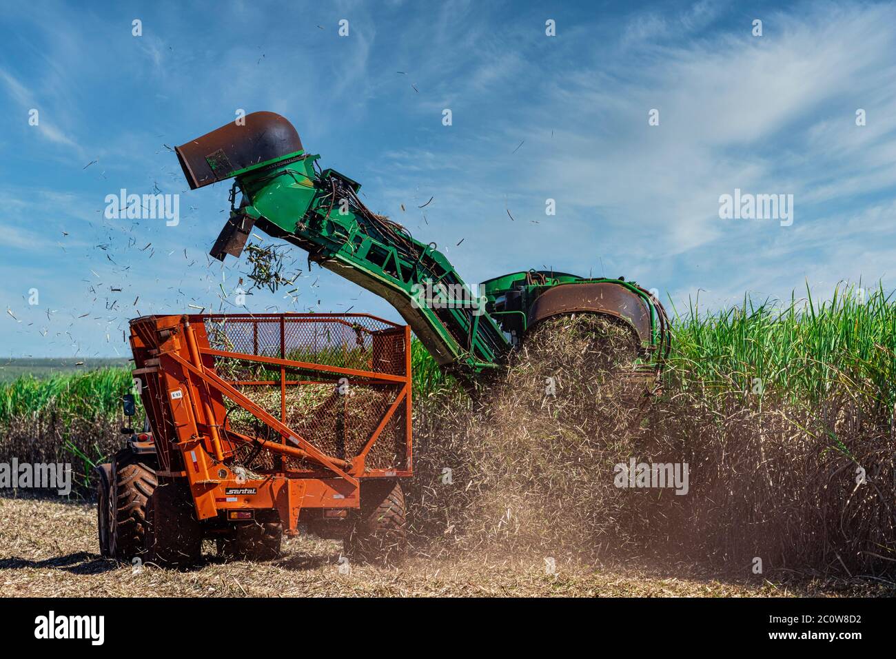 Machine harvesting sugar cane plantation Stock Photo - Alamy