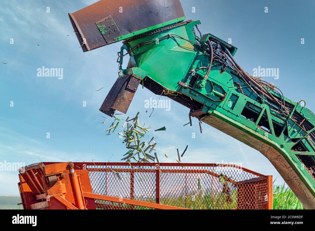 Machine harvesting sugar cane plantation Stock Photo - Alamy
