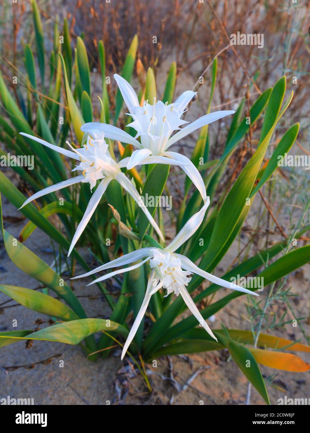 Sand lilies hi-res stock photography and images - Alamy