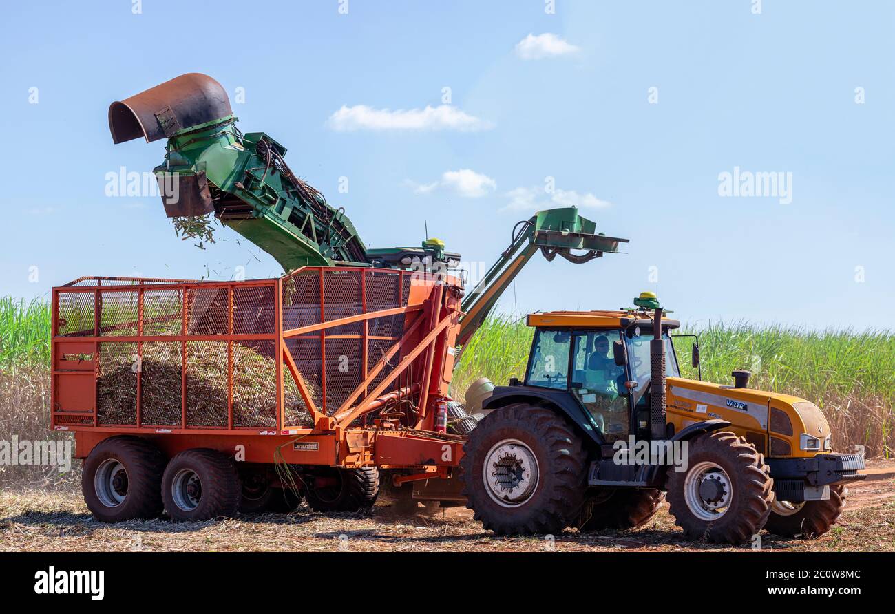 Machine harvesting sugar cane plantation Stock Photo - Alamy