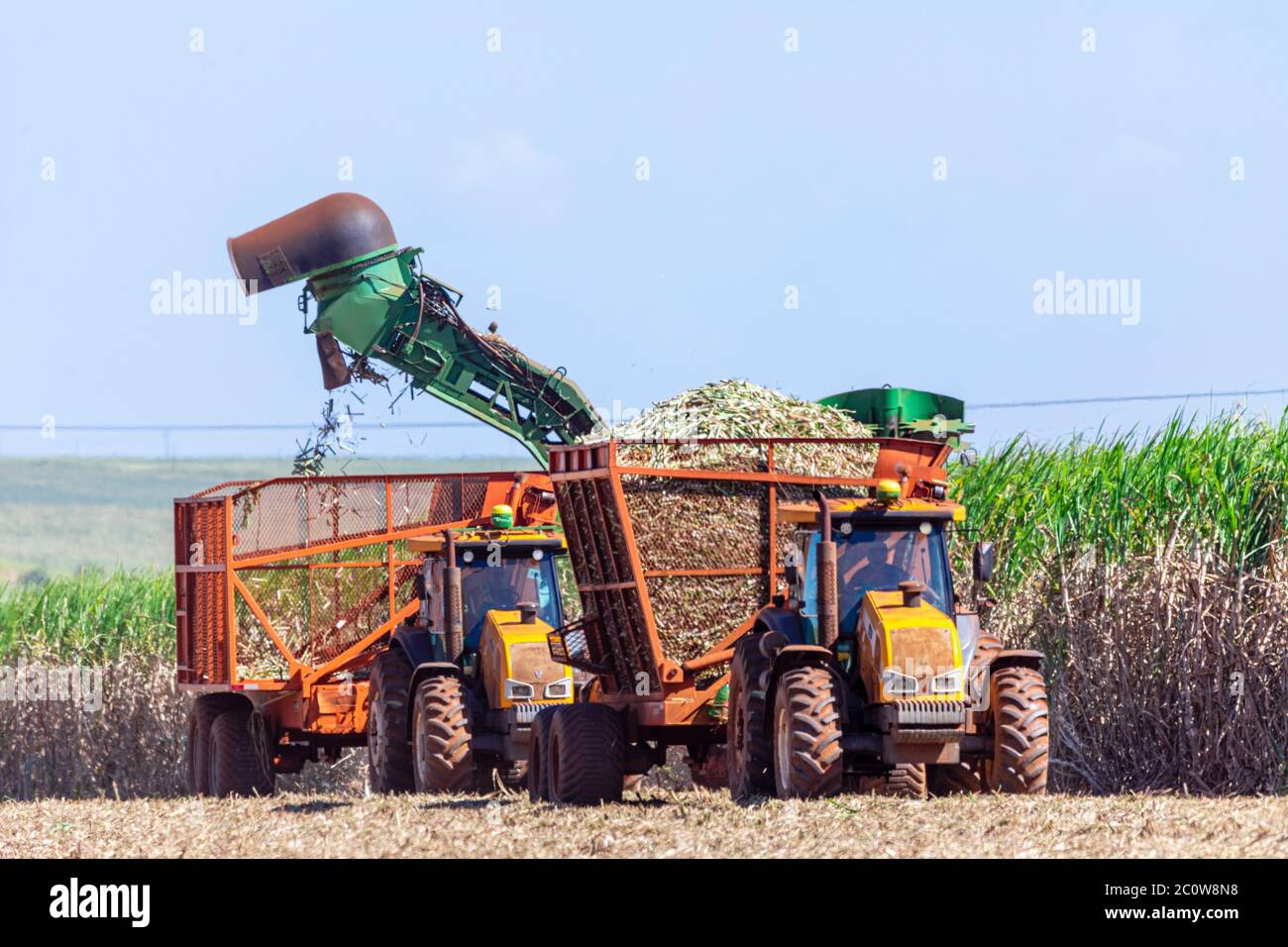 Machine harvesting sugar cane plantation Stock Photo - Alamy