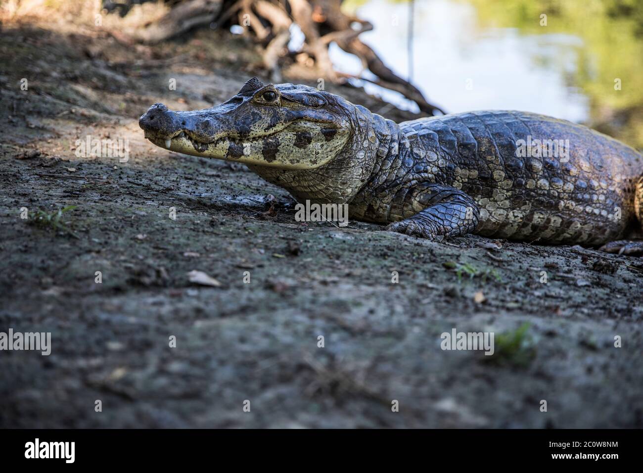 alligator swimming in river through a bunch of trees Stock Photo - Alamy